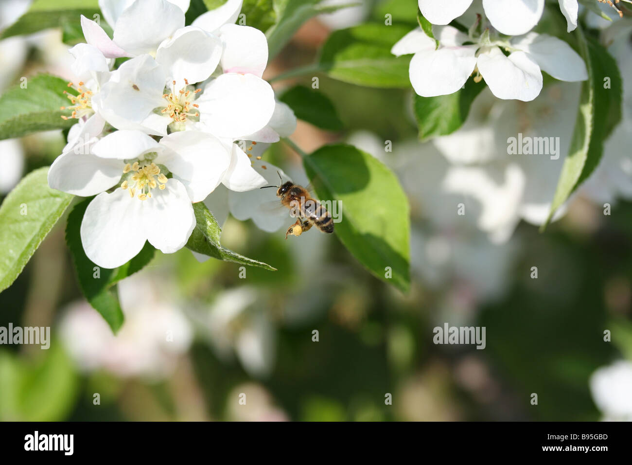 Wasp flying hi-res stock photography and images - Alamy