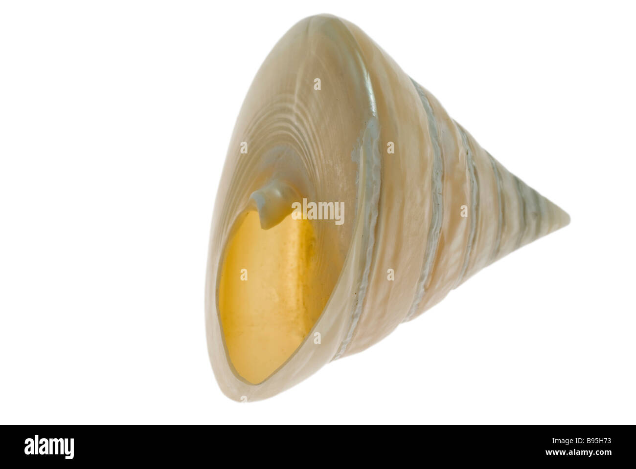 Periwinkle Shell Stock Photos & Periwinkle Shell Stock Images - Alamy