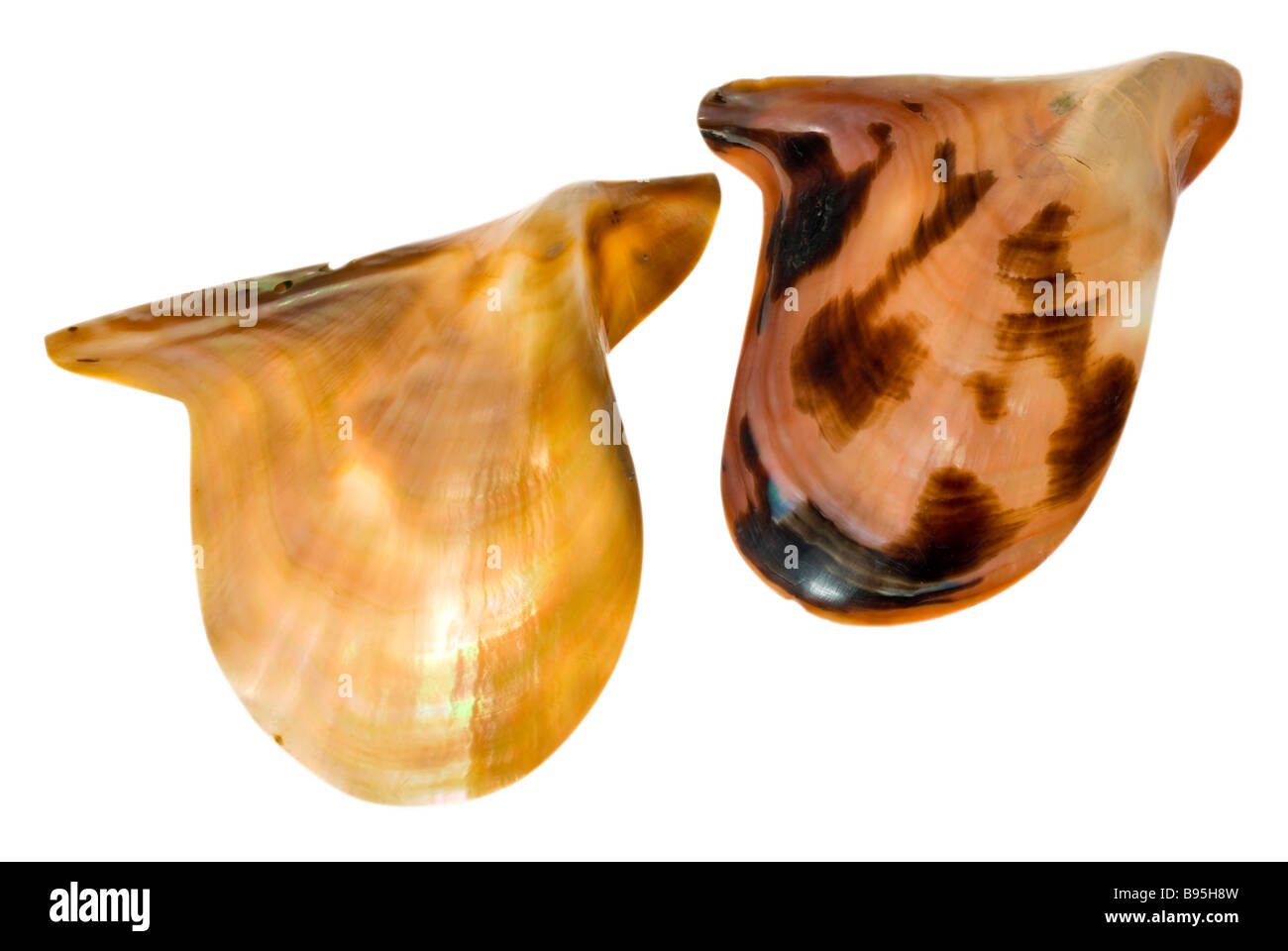 shells of mussels Stock Photo - Alamy