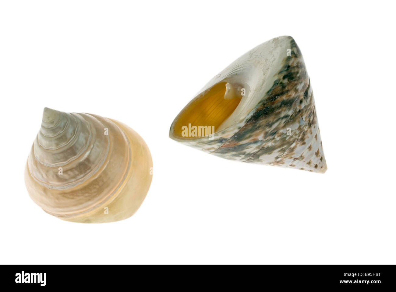 Periwinkle Shell Stock Photos & Periwinkle Shell Stock Images - Alamy