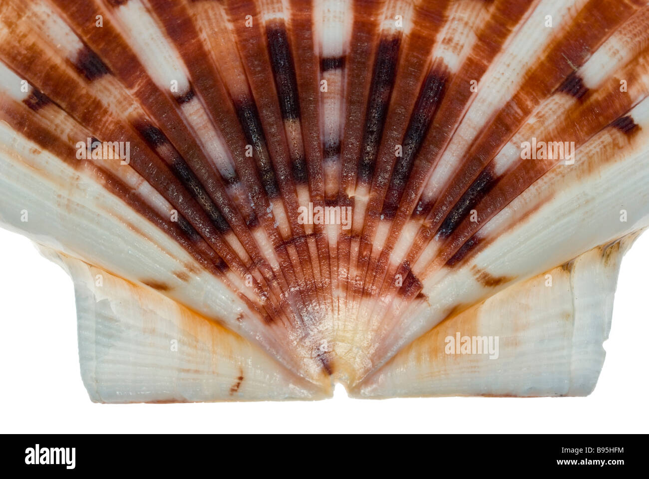 Empty clam shell hi-res stock photography and images - Alamy