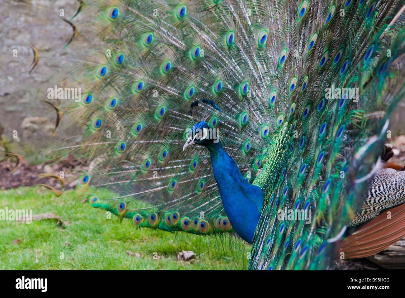 Indian Peacock tail feathers - side Stock Photo - Alamy