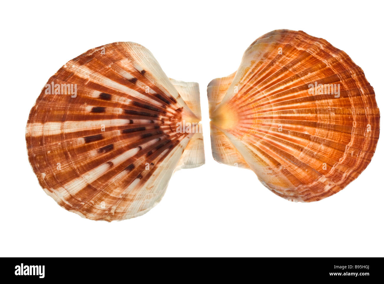 shells of mussels Stock Photo - Alamy