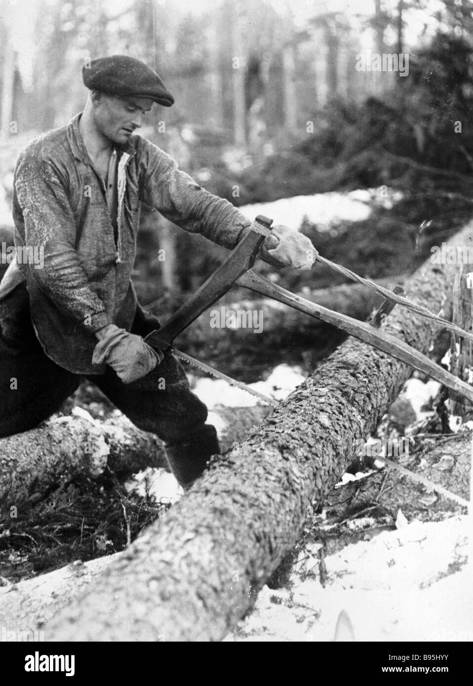 A Canadian timberman cutting up a fallen tree with a sash saw Stock ...