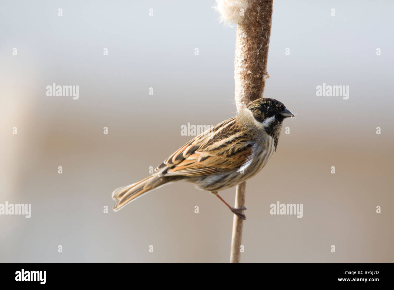 Male Reed Bunting Emberiza schoeniclus on Greater Reedmace Typha ...
