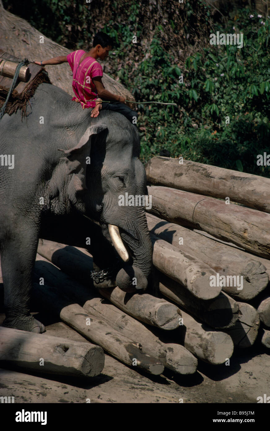 THAILAND North Chiang Mai Hills Working elephant moving logs with its ...