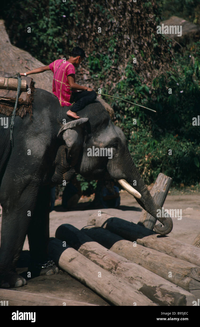 THAILAND North Chiang Mai Hills Working elephant moving logs with its ...