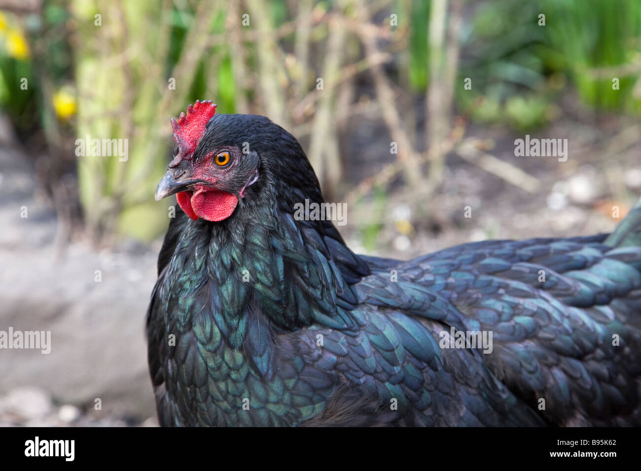 Farmyard chicken close-up Stock Photo - Alamy
