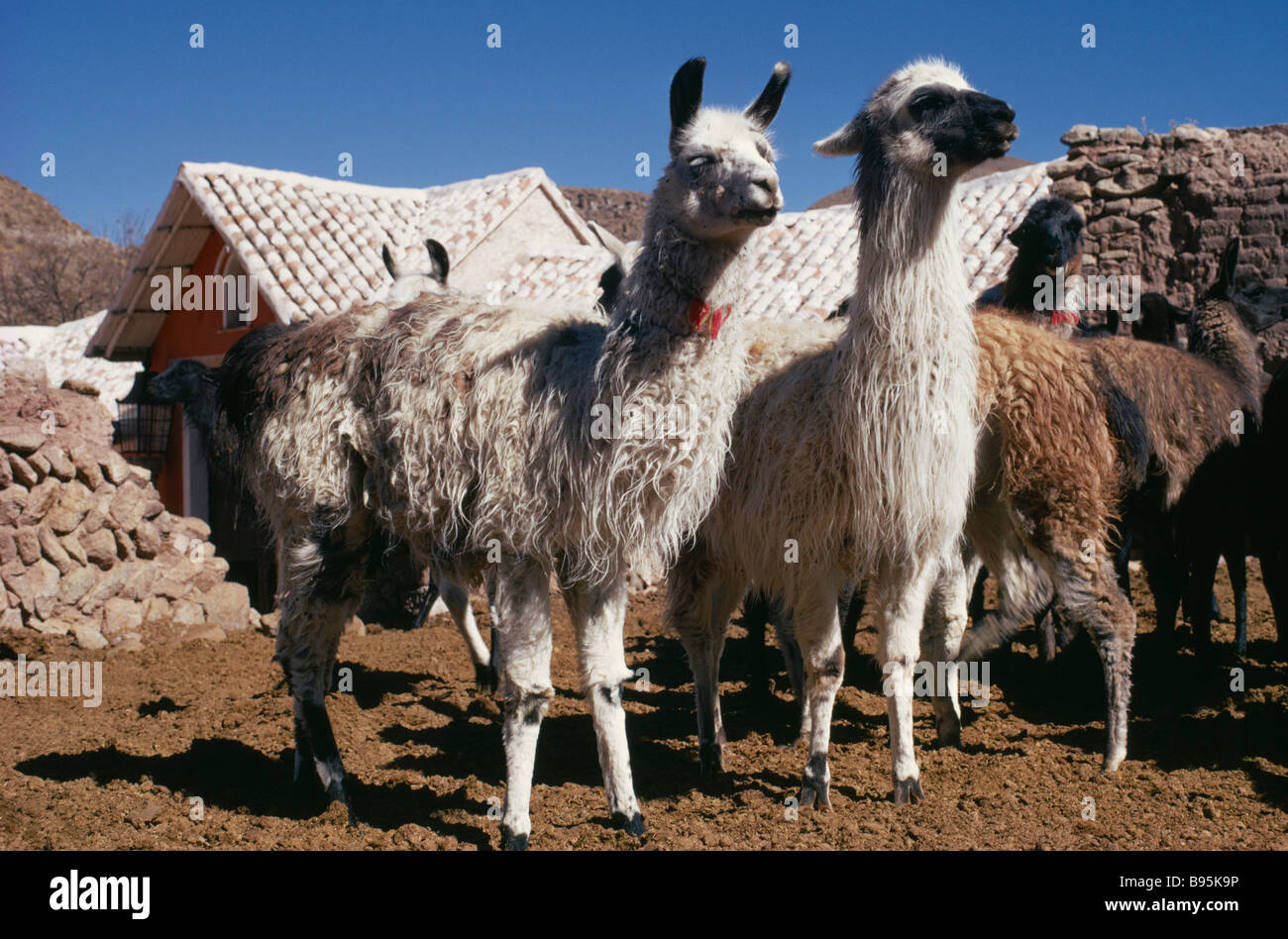 Wool producing animals hi-res stock photography and images - Alamy