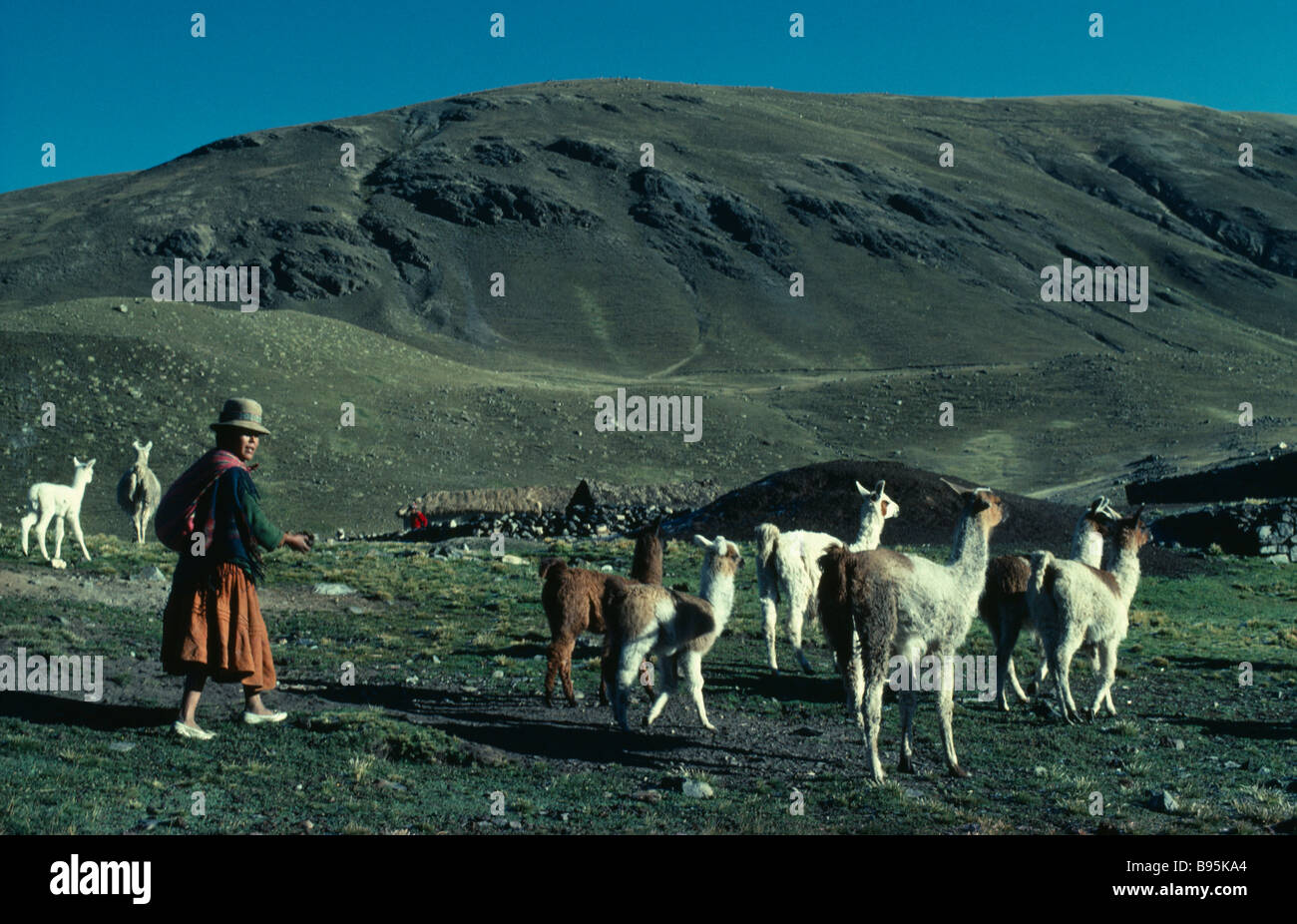 Wool producing animals hi-res stock photography and images - Alamy