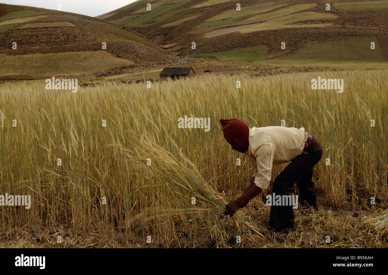 BOLIVIA Altiplano Potosi Aymara / Quechua man reaping barley Stock ...