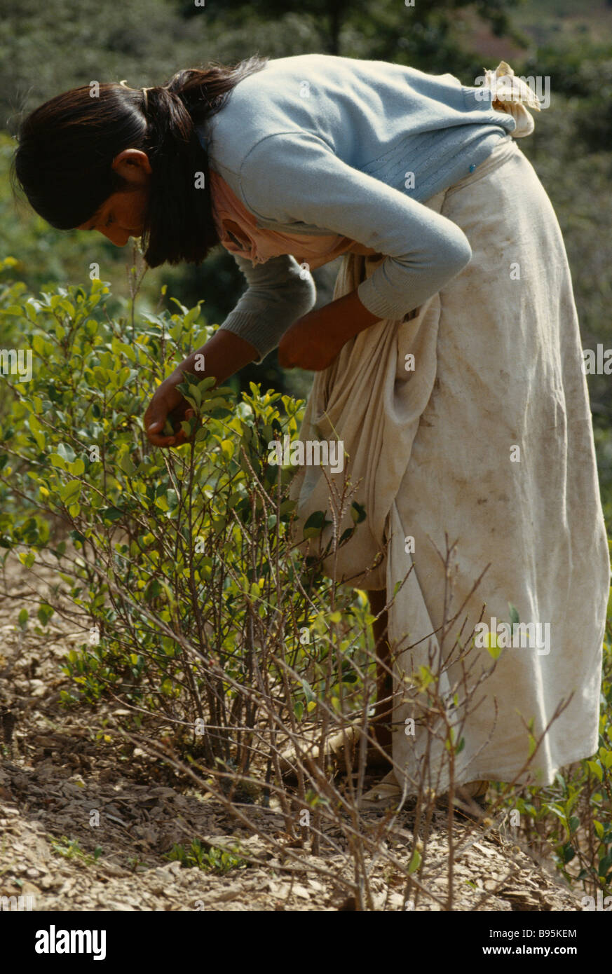 Chapare bolivia hi-res stock photography and images - Alamy