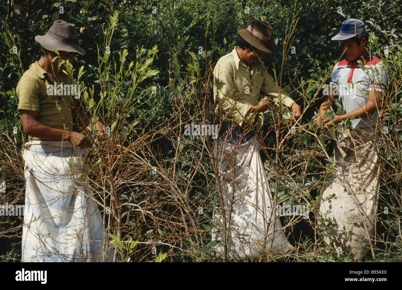 Chapare bolivia hi-res stock photography and images - Alamy