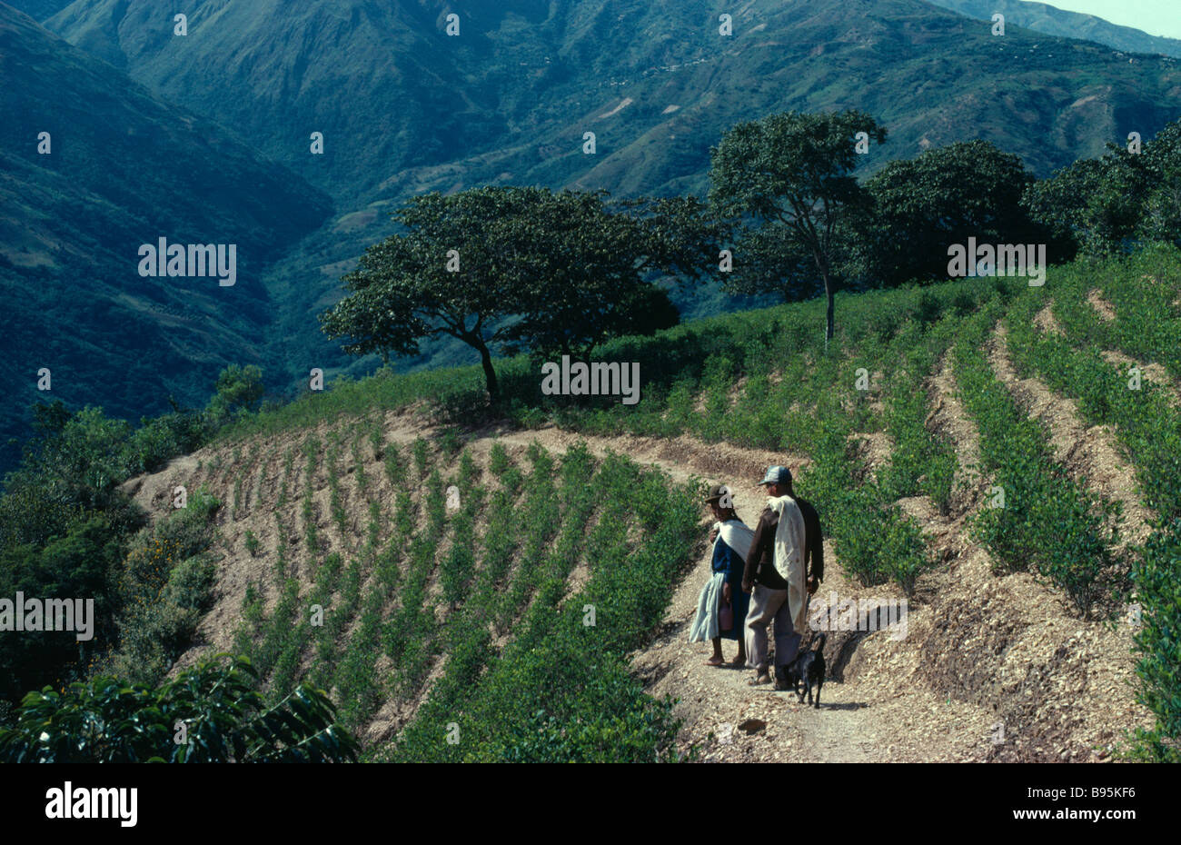 Chapare bolivia hi-res stock photography and images - Alamy