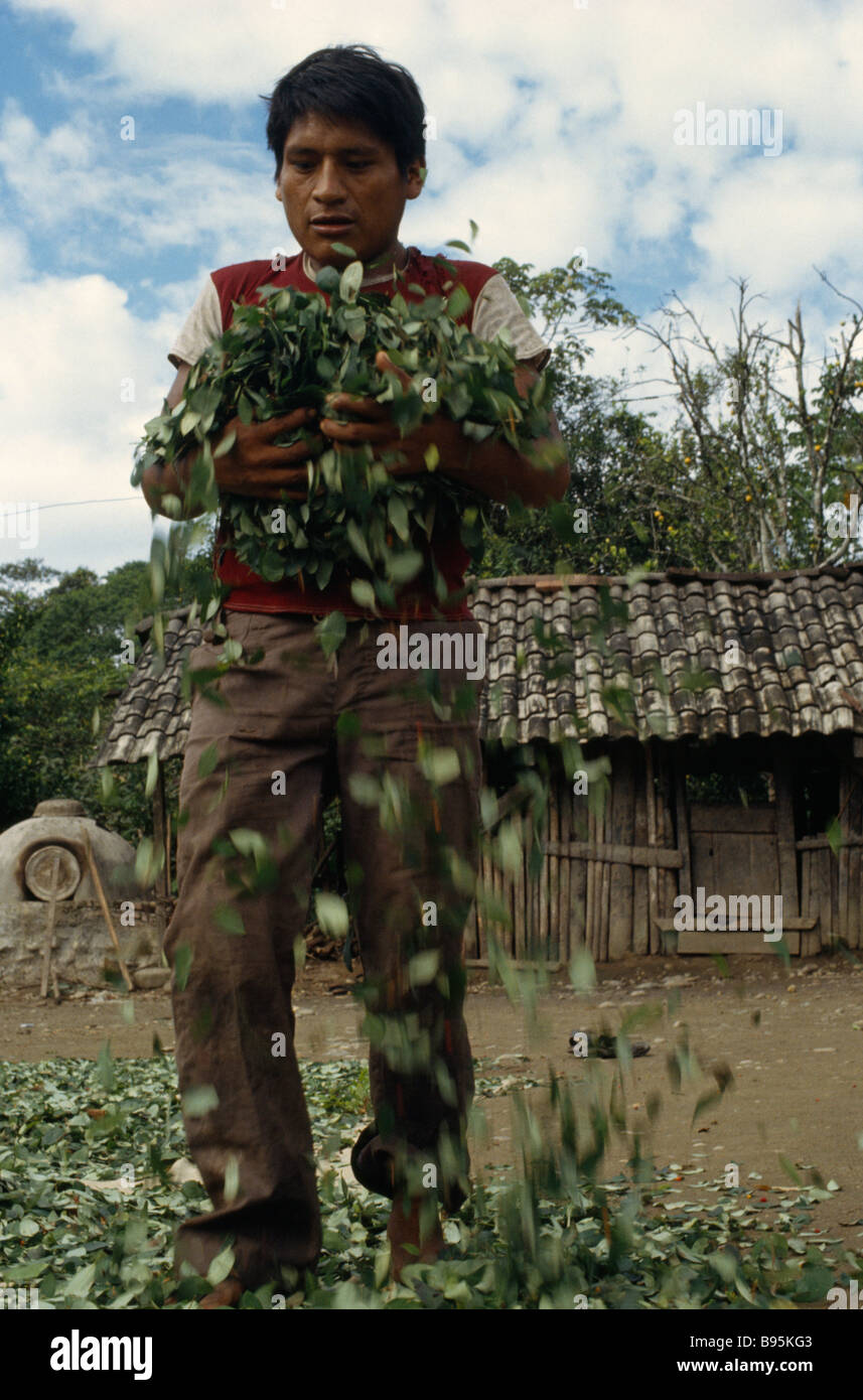 BOLIVIA South America Chapare Man drying coca leaves in traditional ...