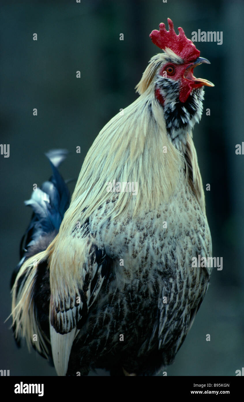 England Agriculture Livestock Poultry Single free range Cockerel ...