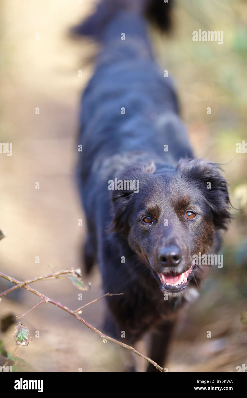 Alsatian collie hi-res stock photography and images - Alamy