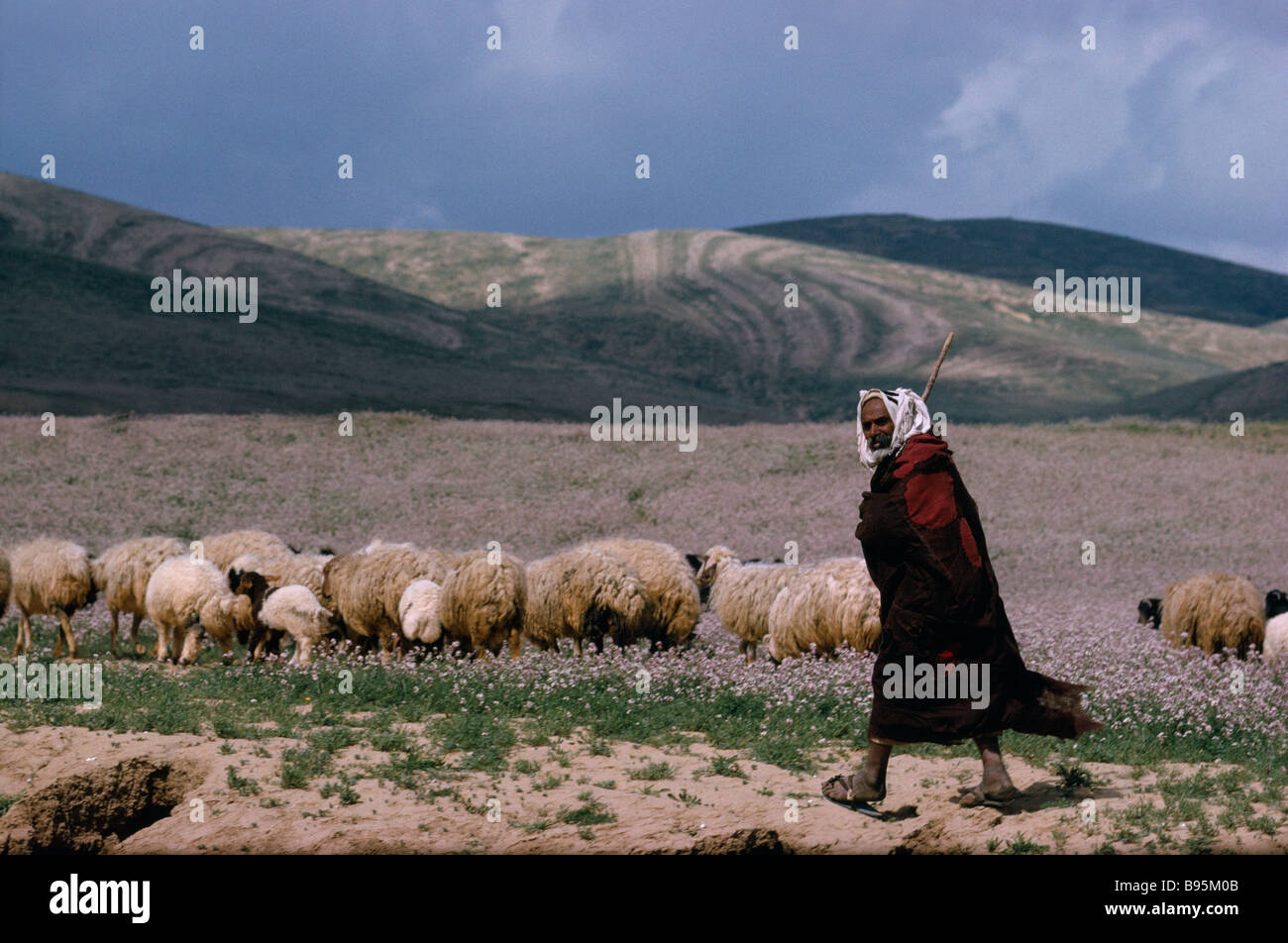 Israel and shepherd hi-res stock photography and images - Alamy