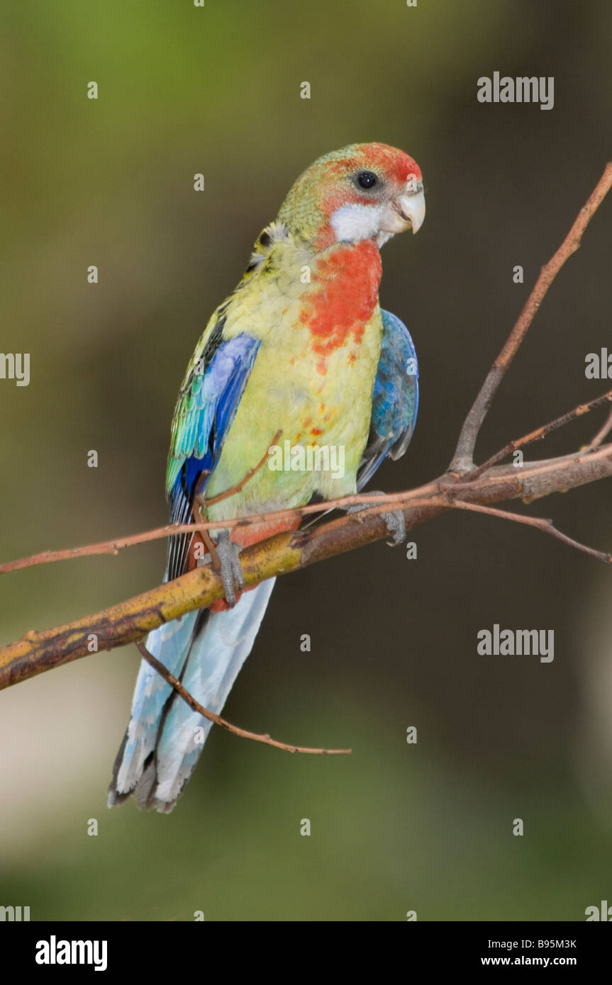 Australian rosella hi-res stock photography and images - Alamy