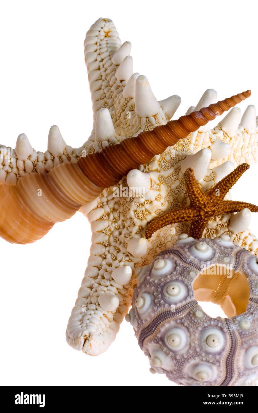 Star snail shell hi-res stock photography and images - Alamy