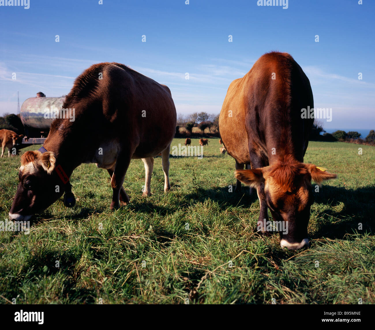 Cattle channel islands jersey hi-res stock photography and images - Alamy