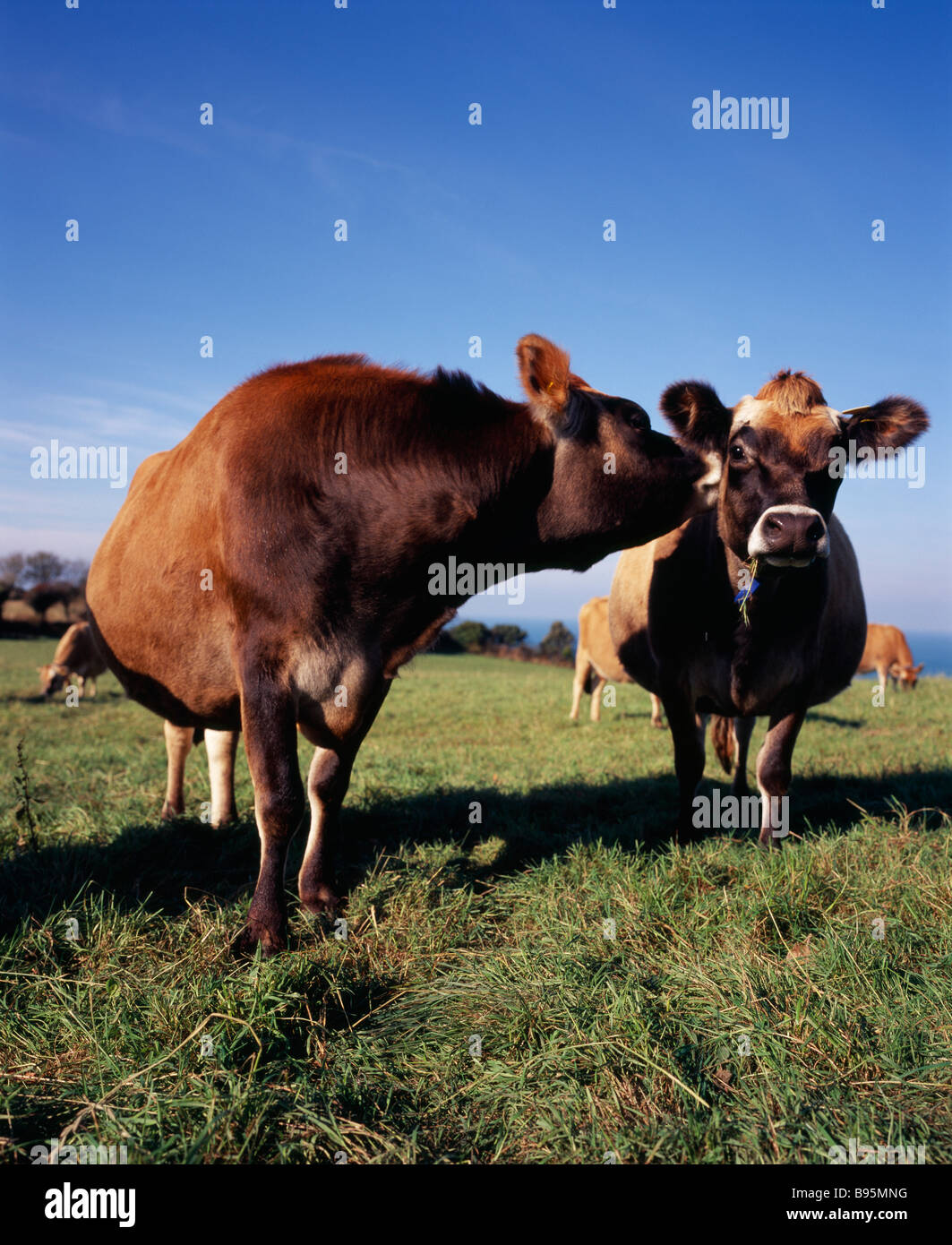 Cattle channel islands jersey hi-res stock photography and images - Alamy