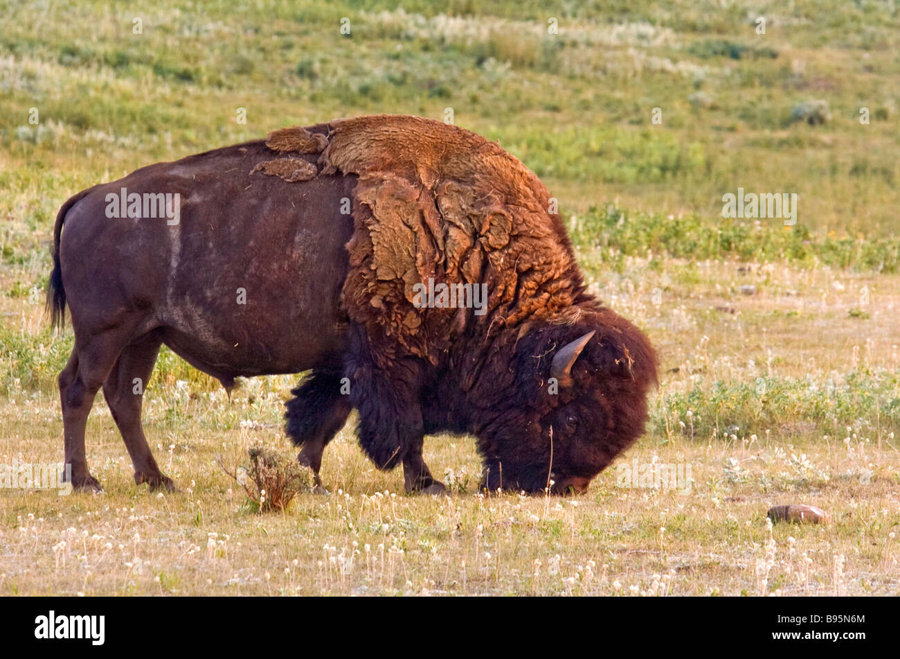 Milk river ridge hi-res stock photography and images - Alamy