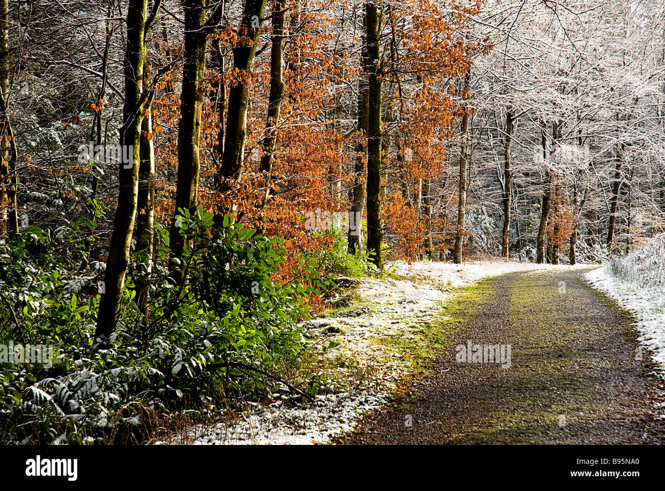 Ireland, County Monaghan, Monaghan Town. Rossmore Forest Park in Winter ...