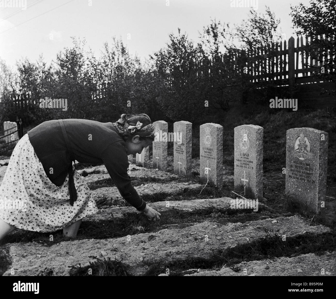 A Murmansk girl tending a grave at a cemetery of American and British ...