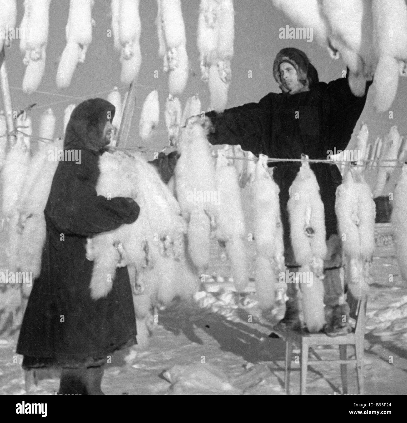 Drying polar fox peltries one of Chukotka commercial areas Stock Photo ...