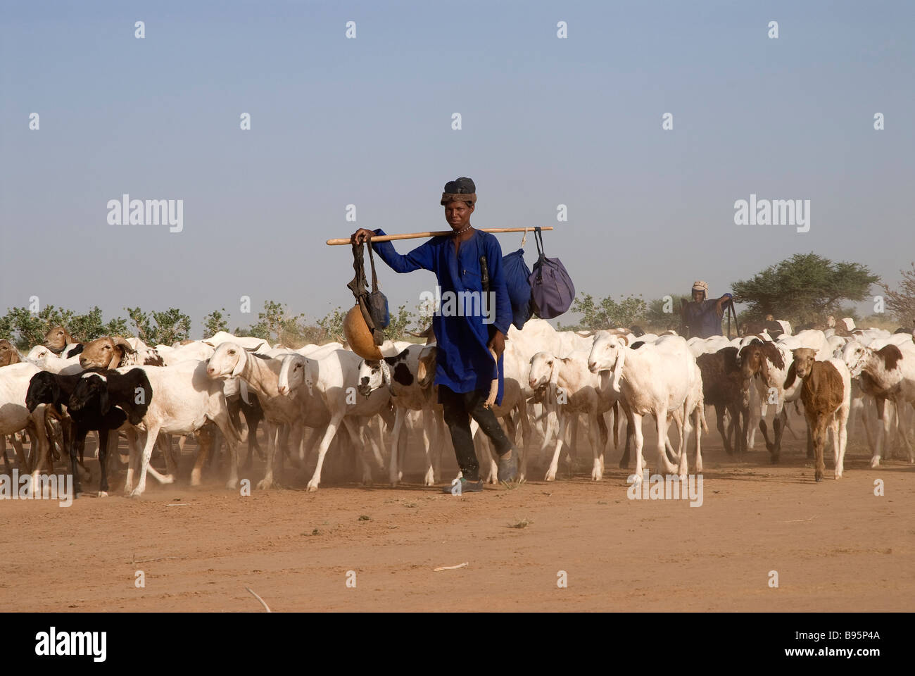 Niger, Tahoua area, transhumance of the nomadic Fula Stock Photo - Alamy