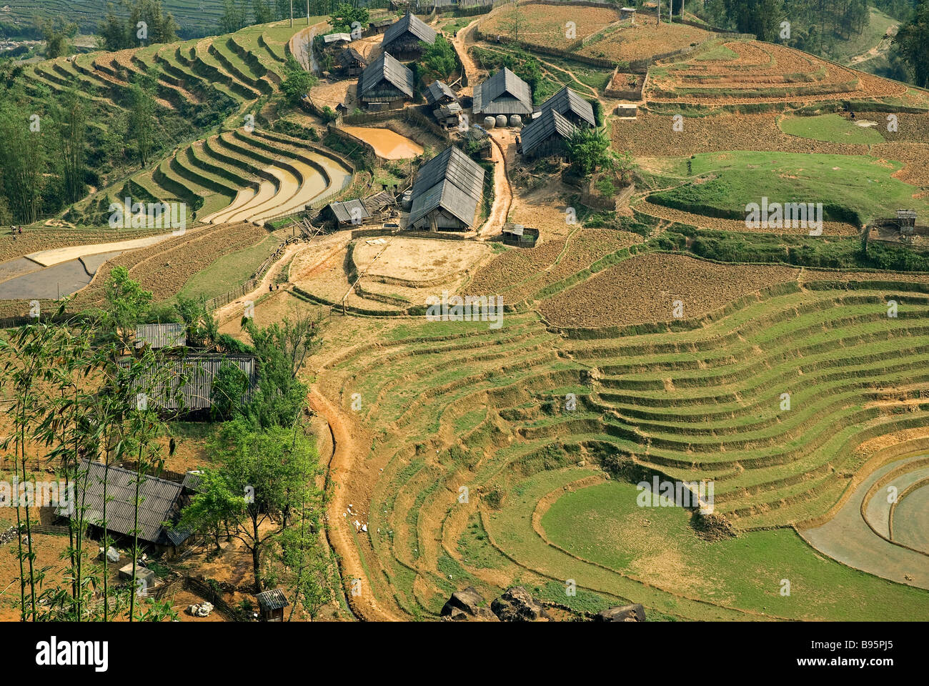 Vietnam, High Tonkin, Sapa area, terraced rice fields Stock Photo - Alamy