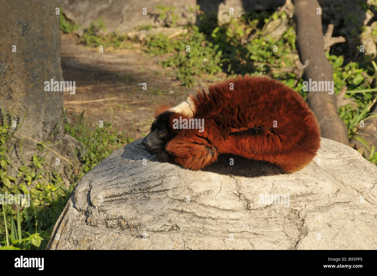 Red Ruffed Lemur curled up and sleeping in zoo Stock Photo - Alamy