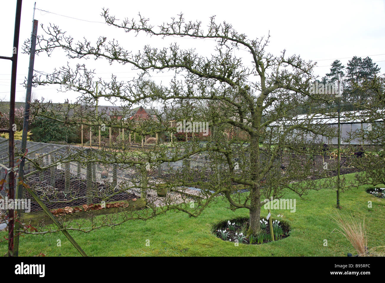 Williams pear hi-res stock photography and images - Alamy