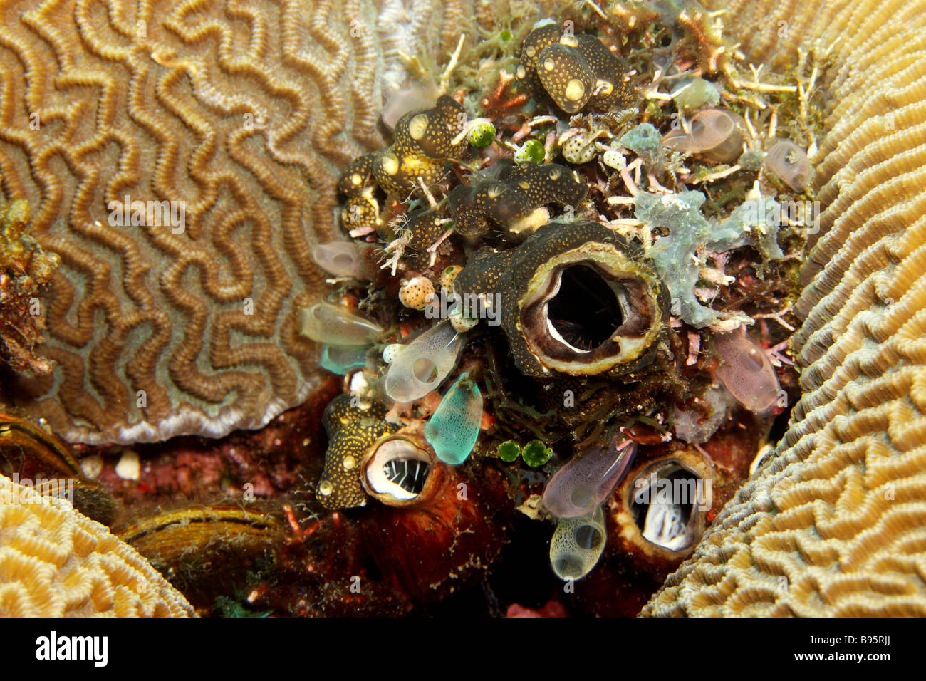 Tunicates in bunches on coral reef in indo pacific Stock Photo - Alamy