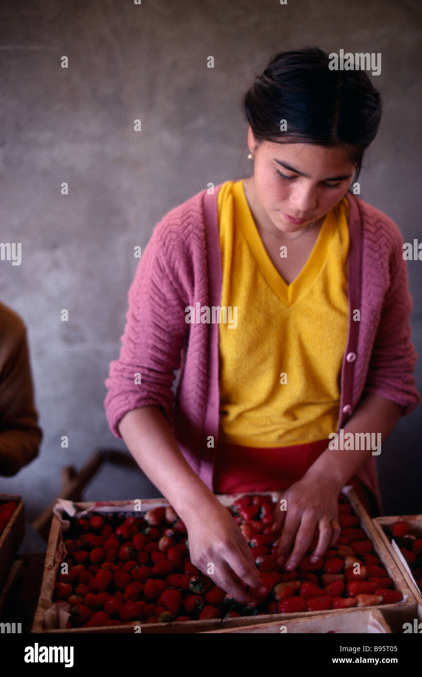 CHILE Agriculture Packing fruit for export on strawberry farm Stock ...
