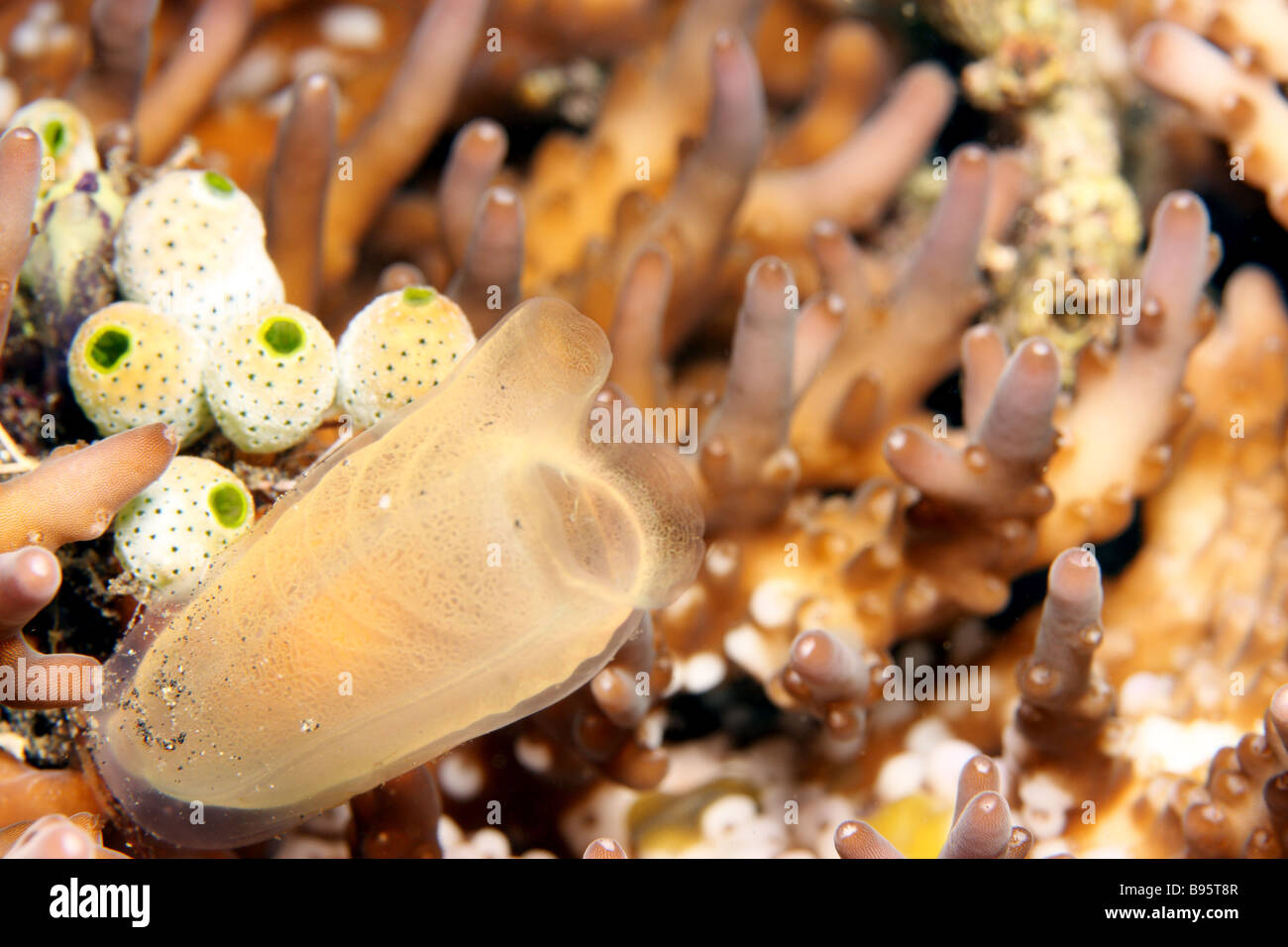 Tunicate hi-res stock photography and images - Alamy