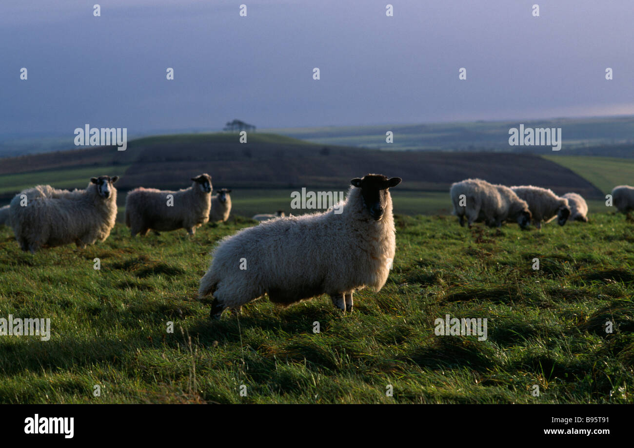 ENGLAND Wiltshire Vale of Pewsey Agriculture Sheep grazing on hillside ...