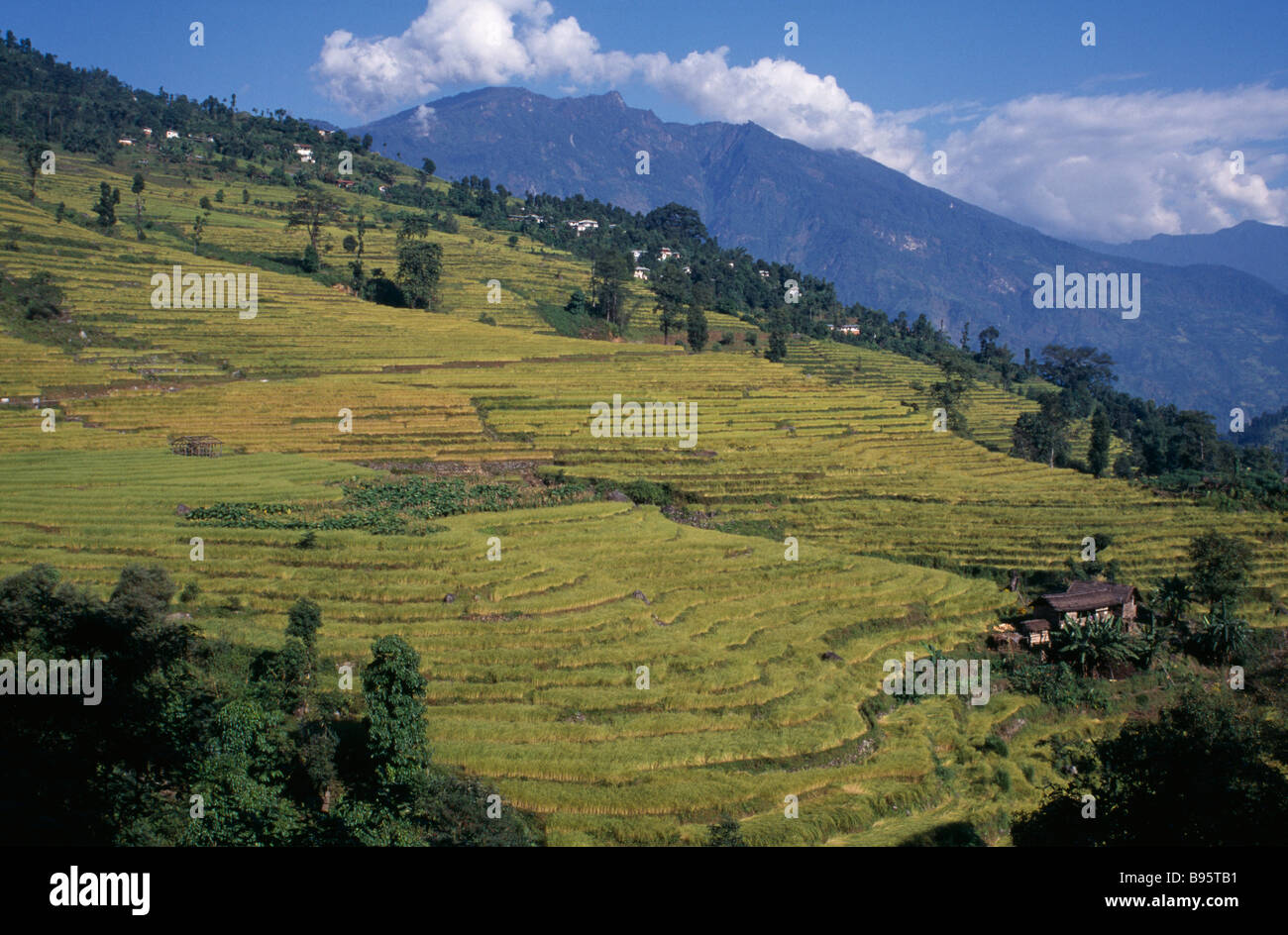 India sikkim agriculture rice terraces hi-res stock photography and ...