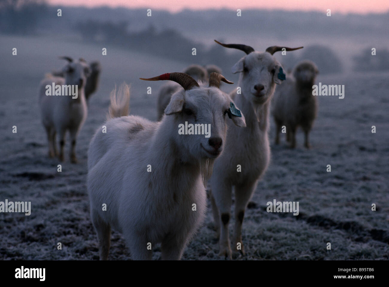 ENGLAND Oxfordshire Agriculture Cashmere wool goats with horns standing ...