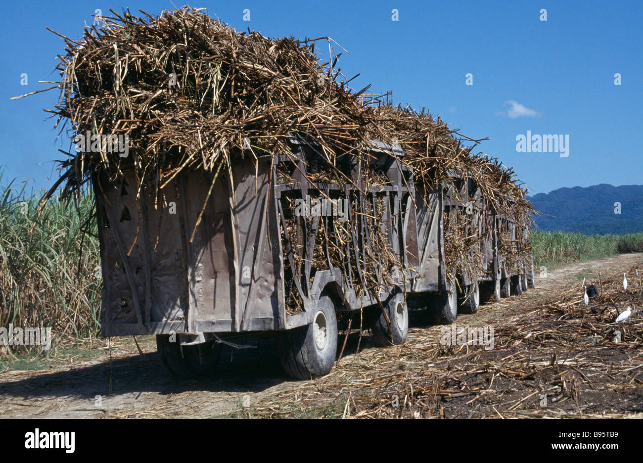 JAMAICA West Moreland Parish Agriculture Truck train of harvested sugar ...