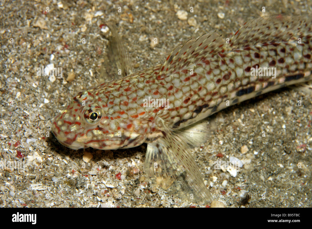 Wasp fish resting on sandy bottom Stock Photo - Alamy