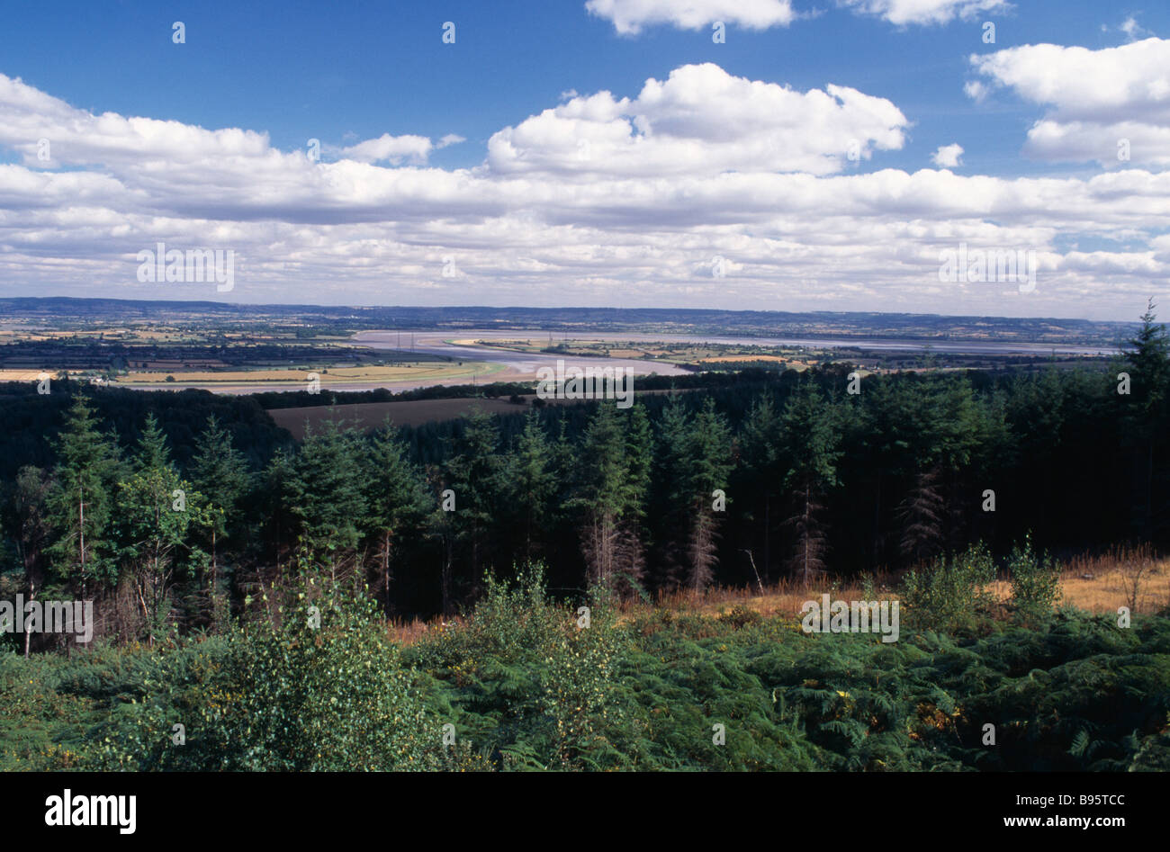 ENGLAND Gloucestershire Forest of Dean Landscape with coniferous ...