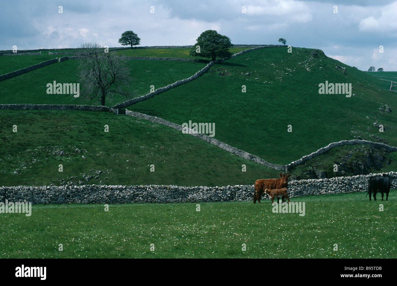 ENGLAND Derbyshire Peak District Dovedale Farmland field patterns ...