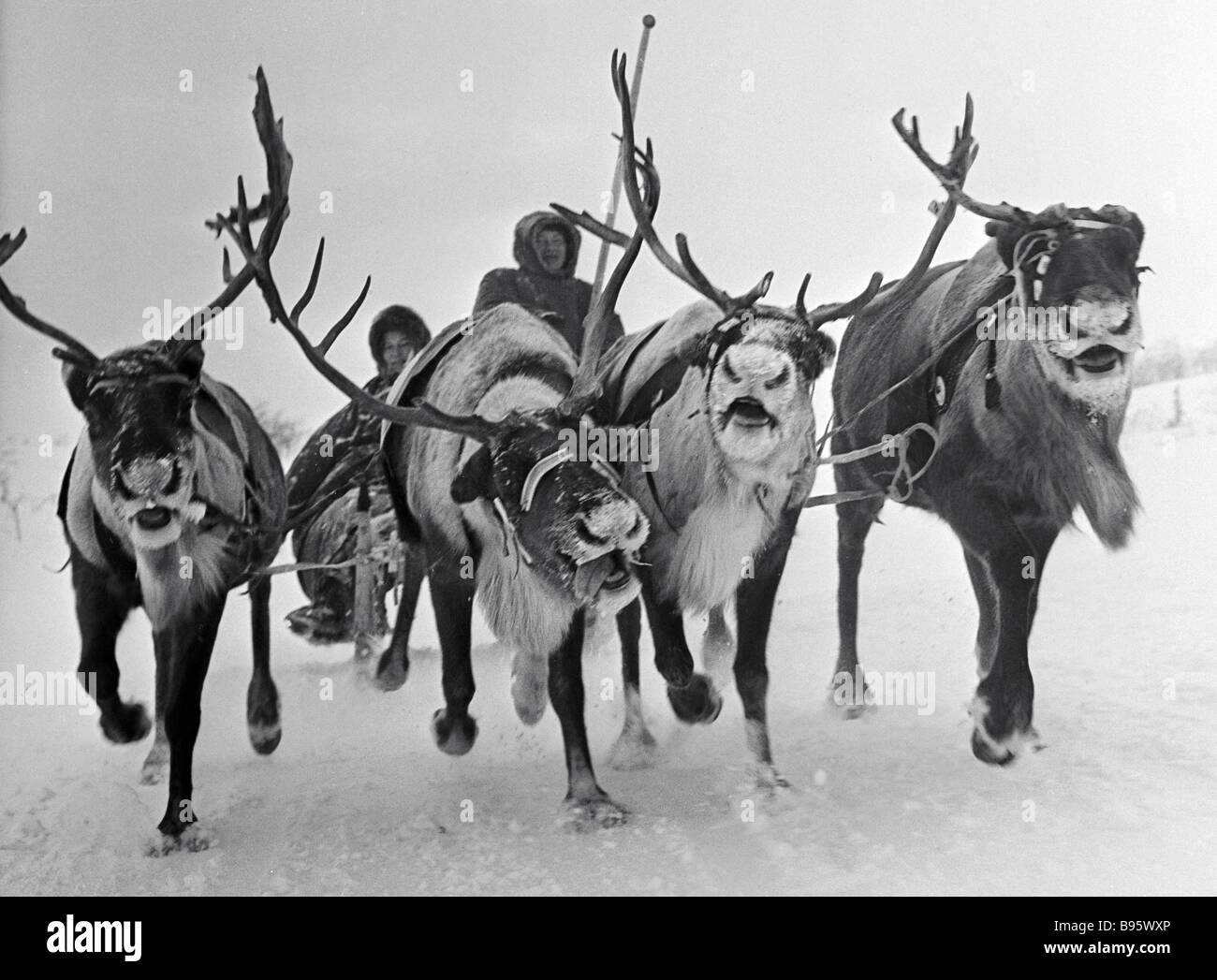 Reindeer Team