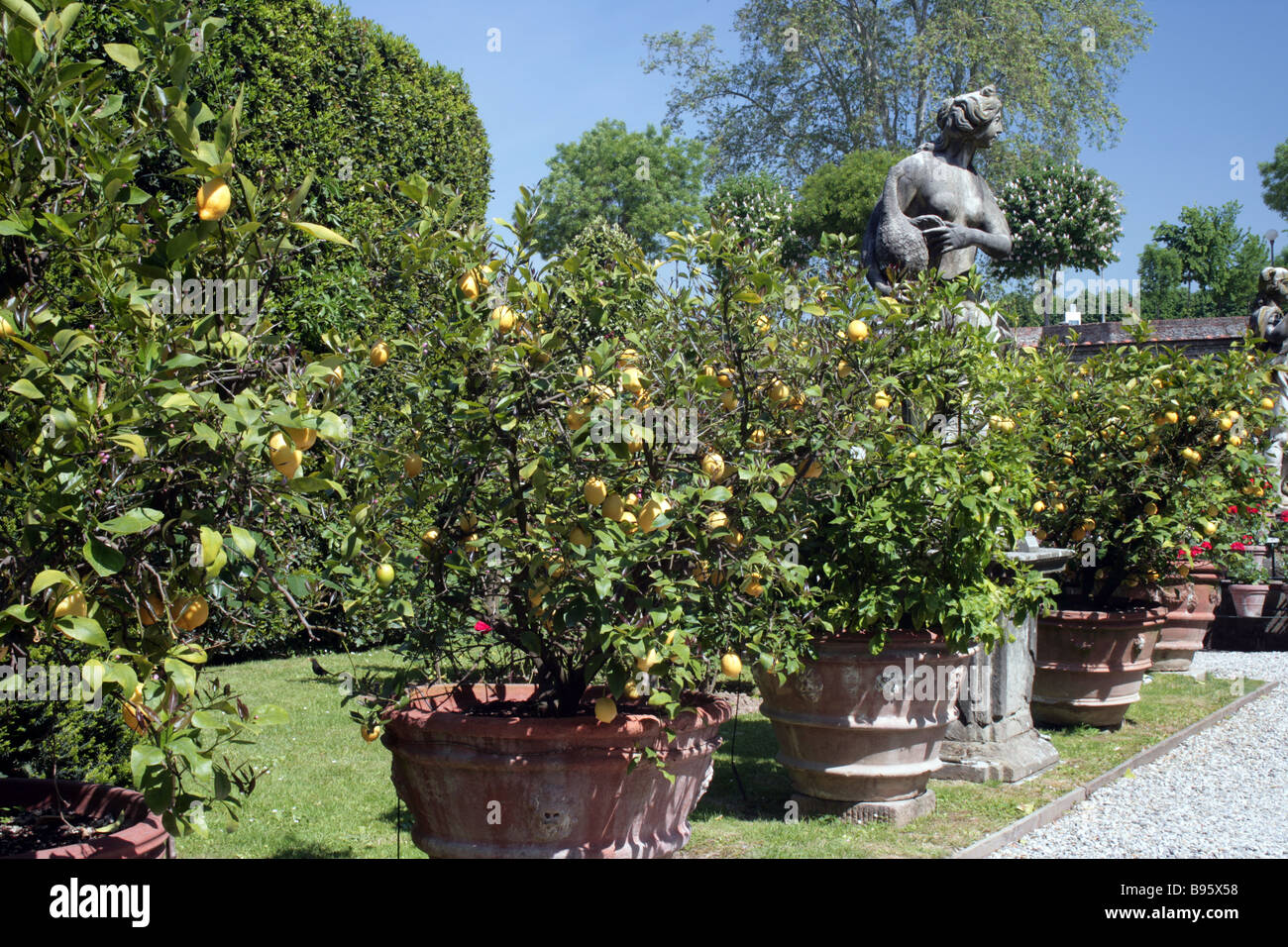 lemon trees in the gardens of the Palazzo Pfanner Lucca Tuscany Italy ...