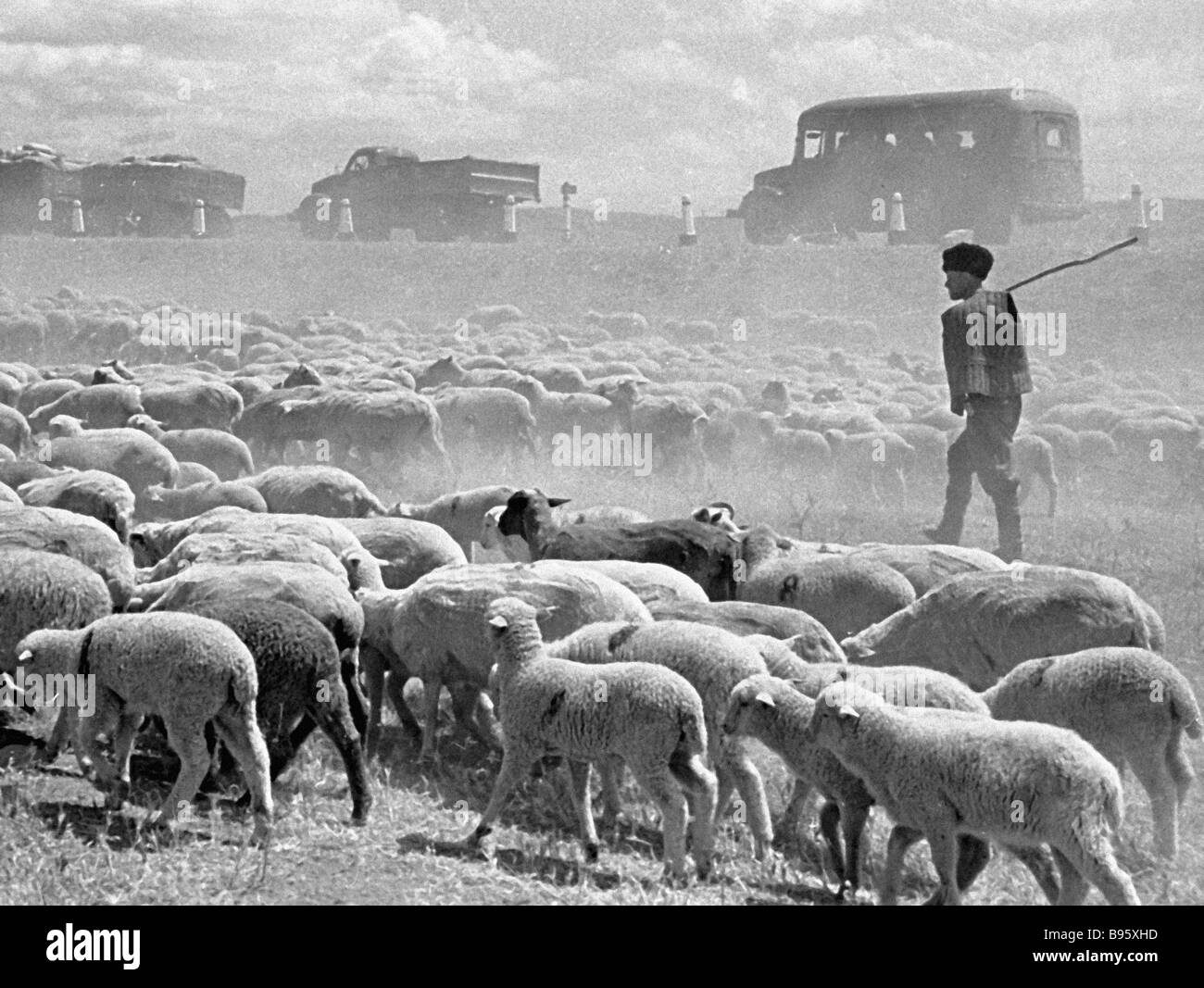 Shepherd driving sheep to mountain pastures Stock Photo - Alamy