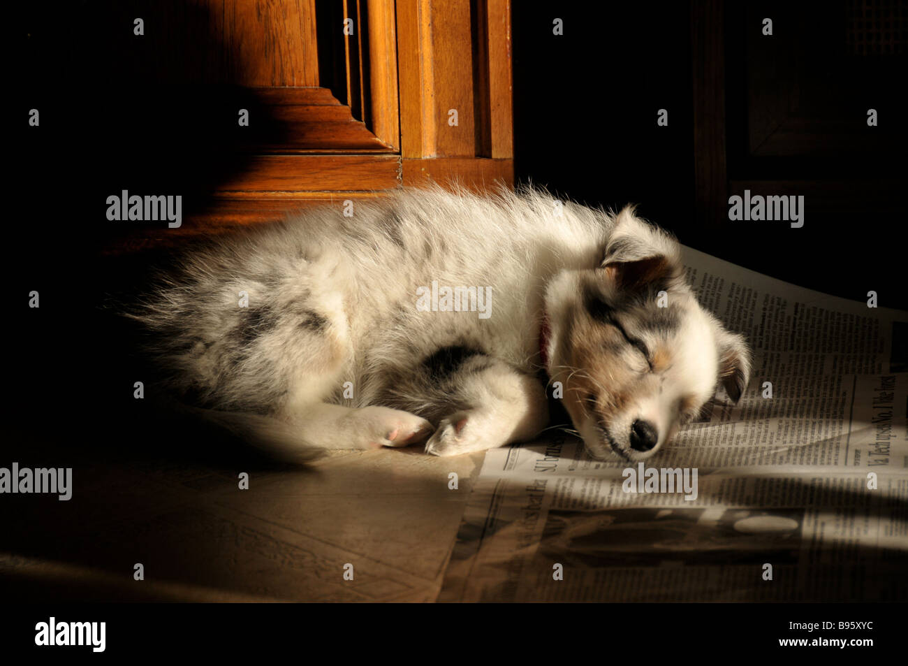 Shepherd dog puppy sleeping hi-res stock photography and images - Alamy