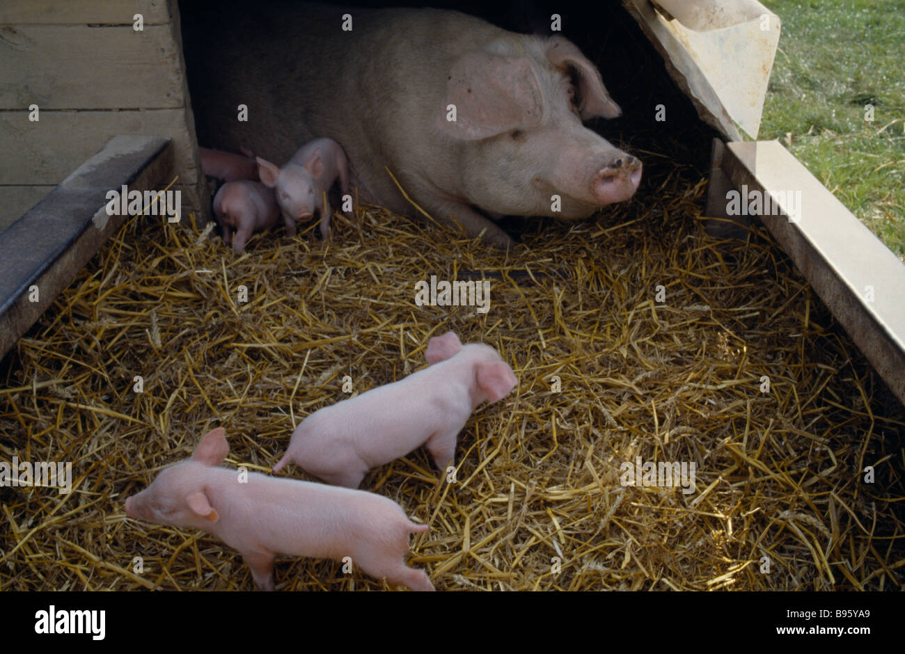 England Sussex Pig Farm Day old free range piglets and pig sow in straw ...