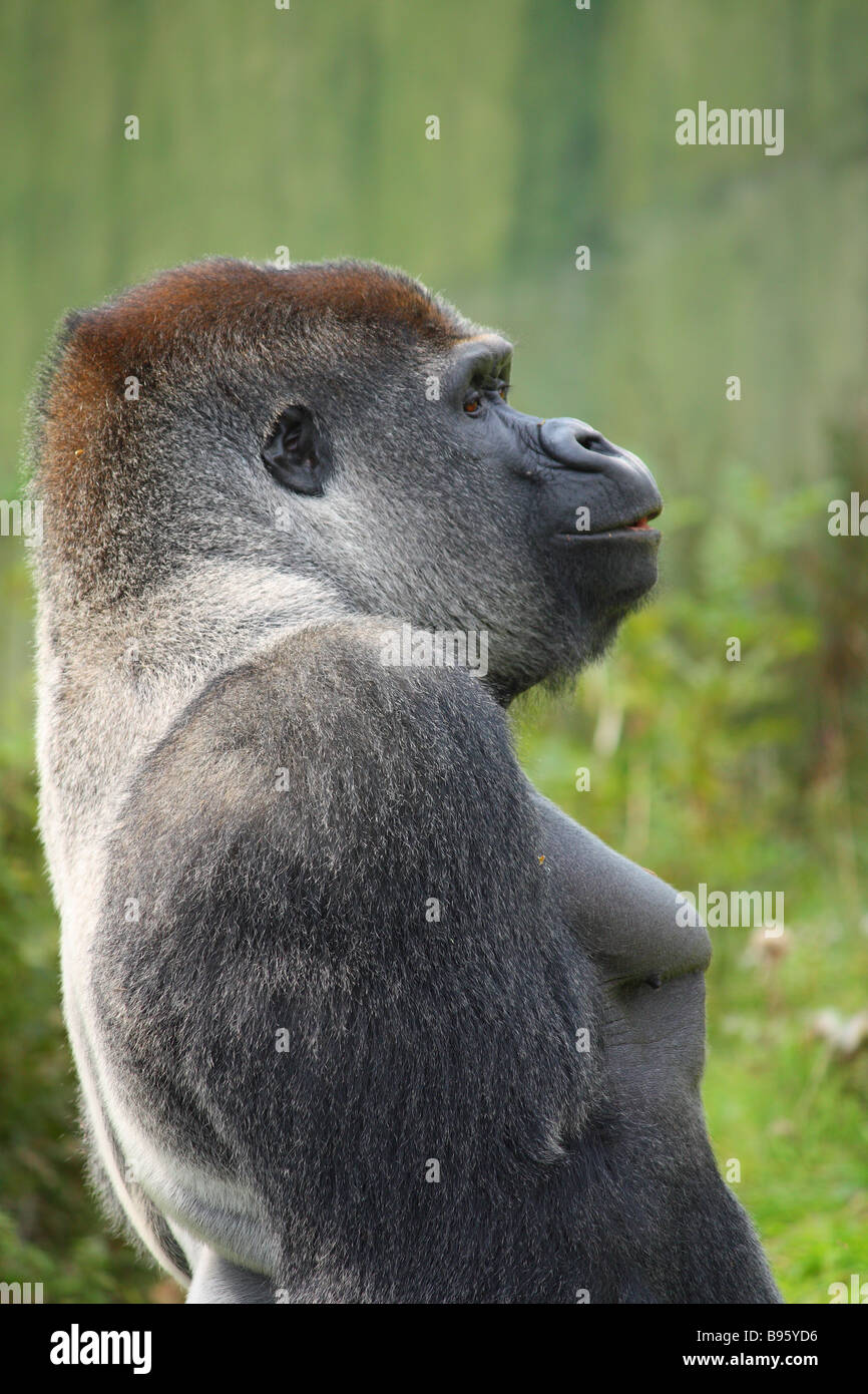 Male silverback gorilla hi-res stock photography and images - Alamy